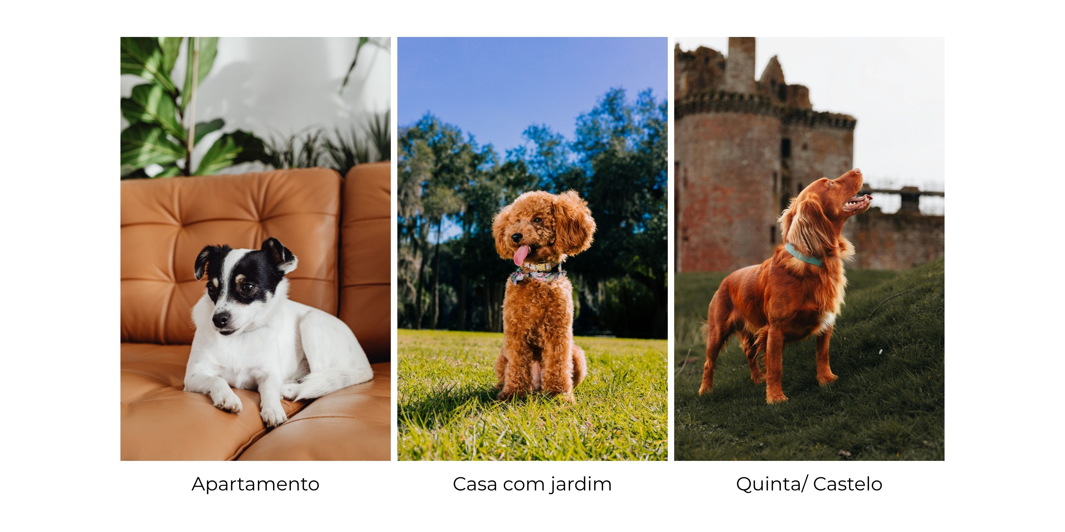 Qual a melhor raça de cão para a sua família?- Teste